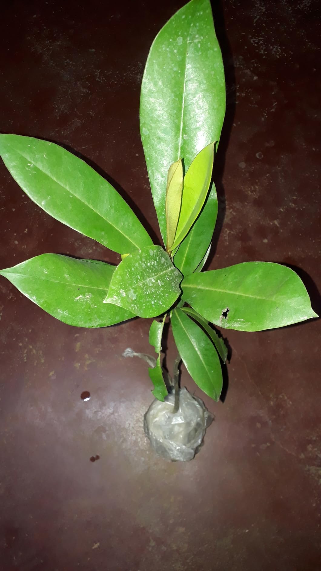 GREEN LINE Velvet Apple Rare Fruit Plant Velvet Persimmon Fruit Plant ...