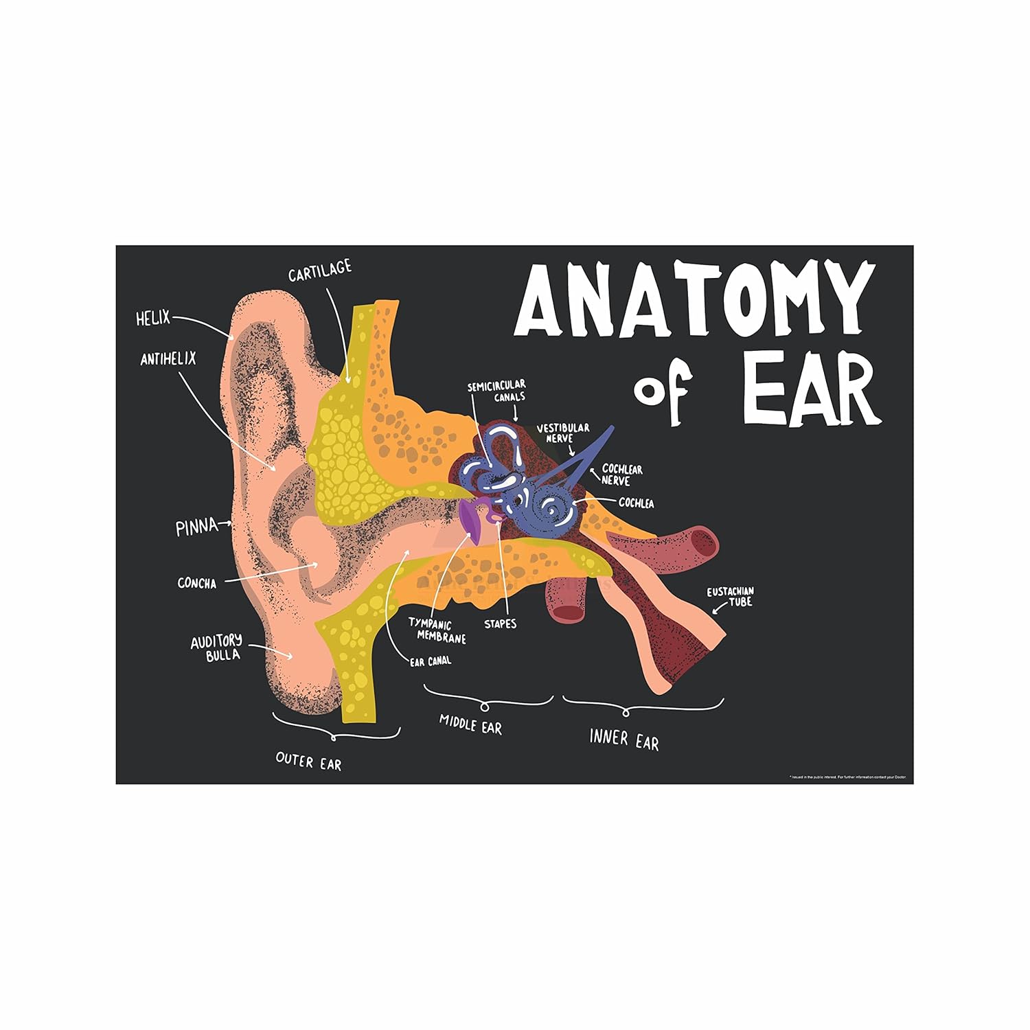 Anne Print Solutions® Anatomy of ear Poster (Without Frame) For ...