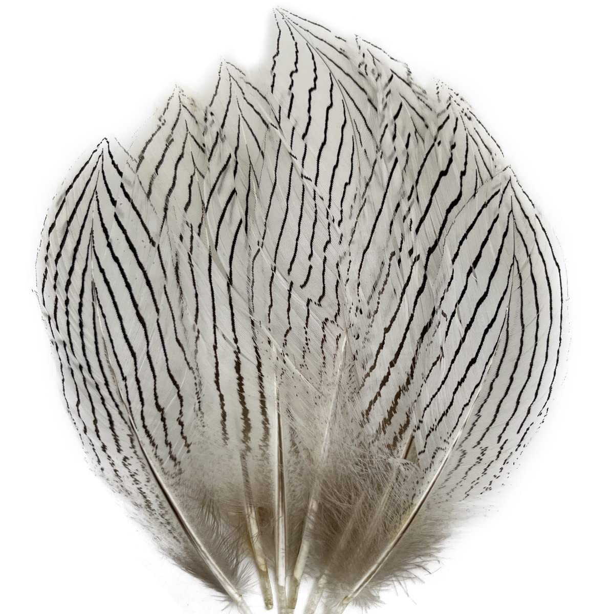 Silver Pheasant Feathers