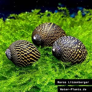 WaterPlants 5 Mosaik Rennschnecken, Algenfresser/Stück 1,99€ : Amazon ...