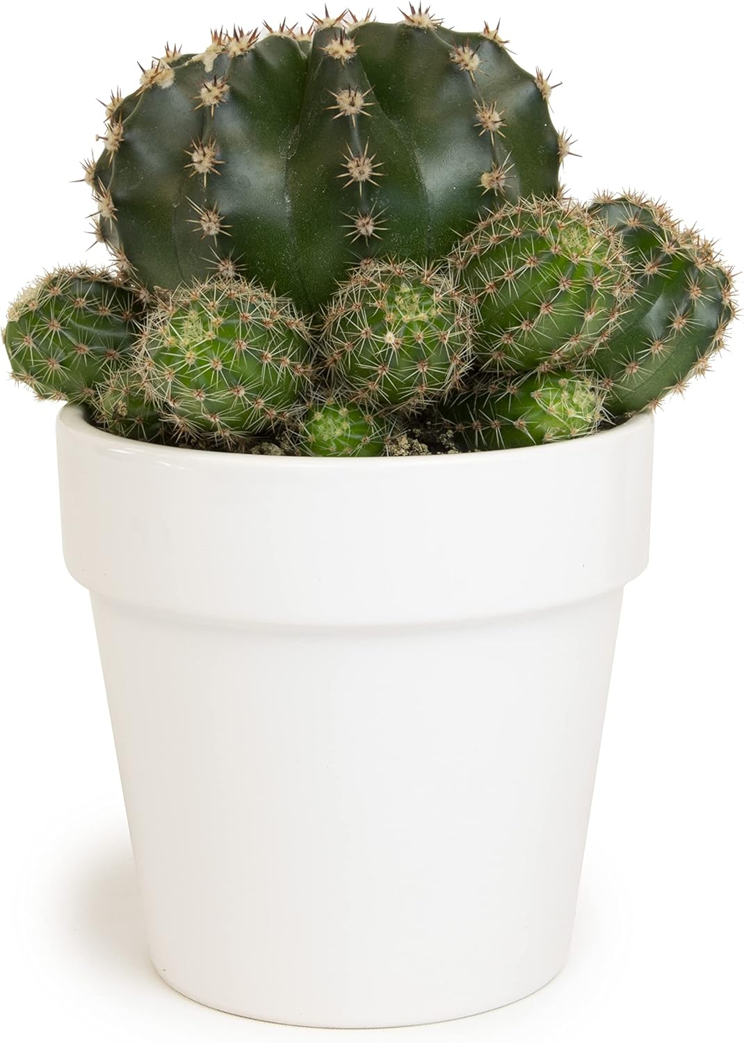 Amazon.com : Cactus Plants Live in White Succulent Planter Pot, Live ...