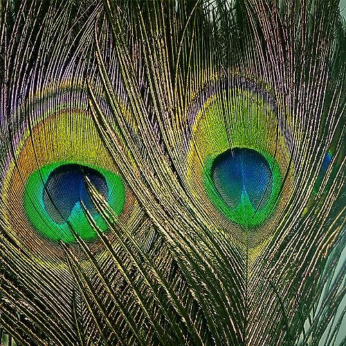 Peacock Feather Mor Pankh Good Luck Art and Craft & Worship | Natural ...