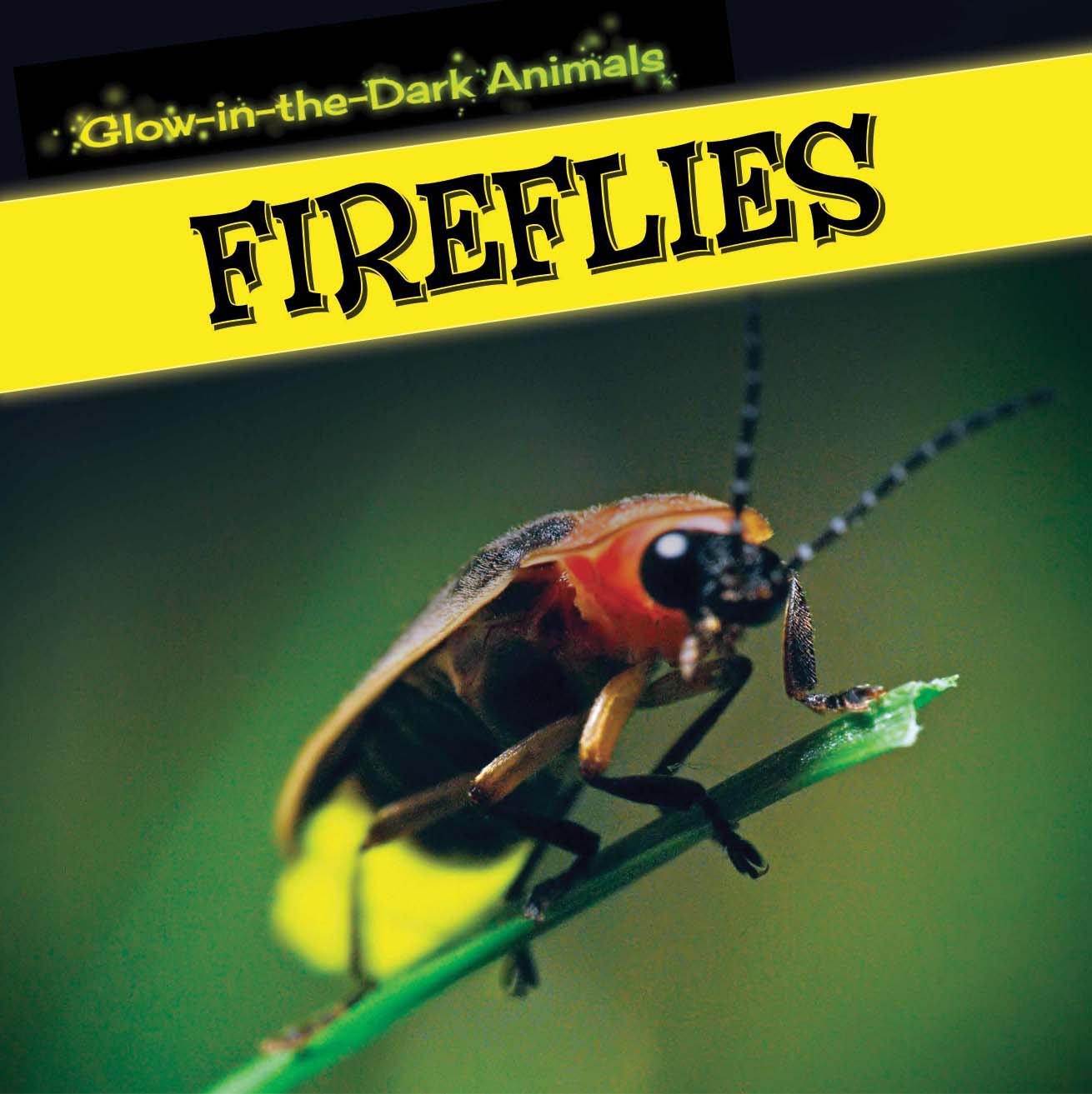 Fireflies (Glow-in-the-Dark Animals, 2): Howell, Sara: 9781499401172 ...