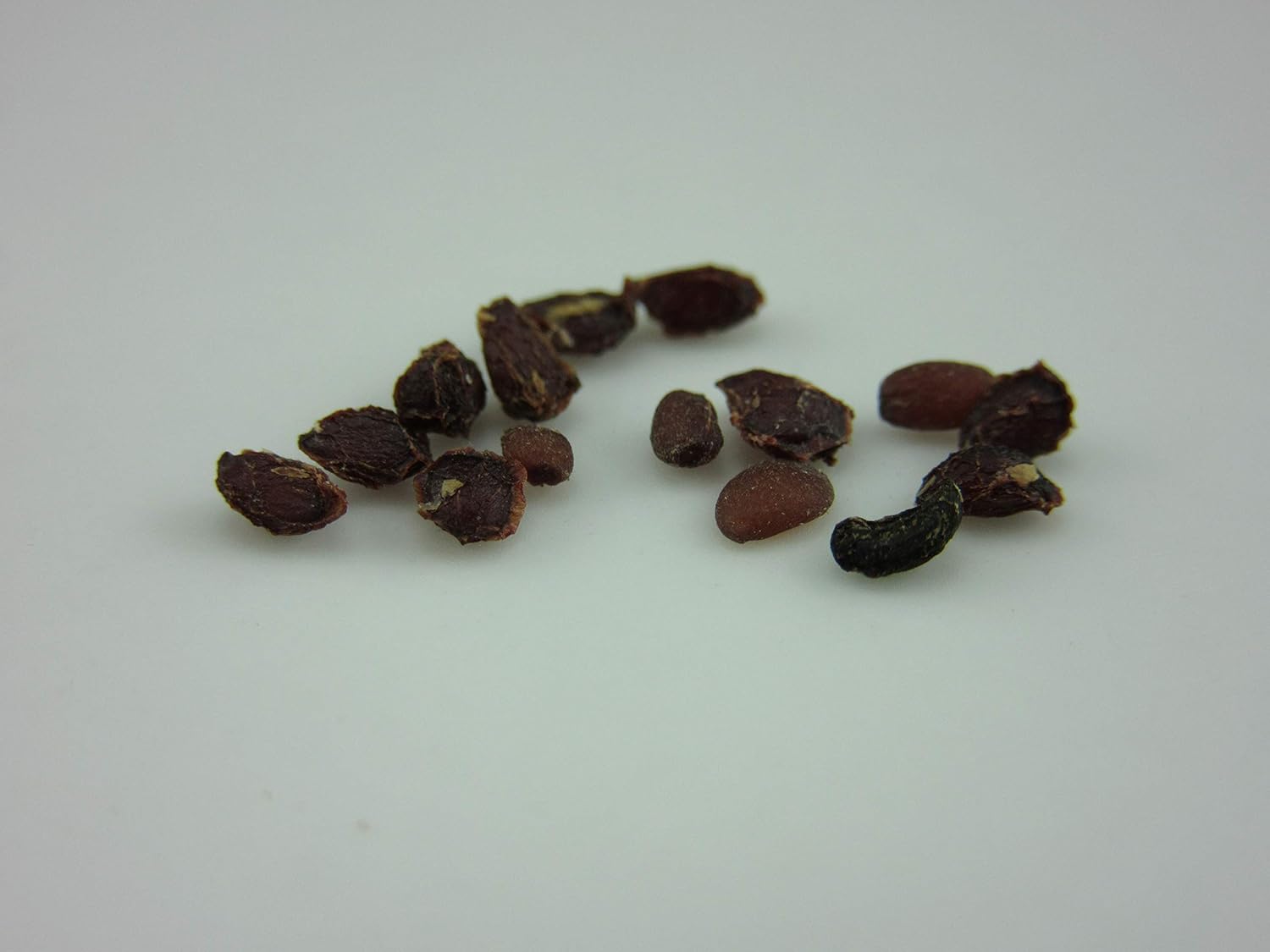 Amazon.com : 1224-Black Currant Berry Bush (Ribes rubrum) Seeds by ...