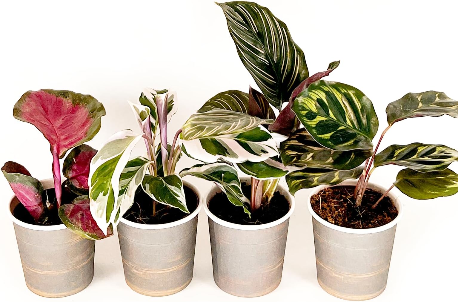 Amazon.com : New Fresh 50pcs Calathea Lutea Plant Seeds Generic : Patio ...