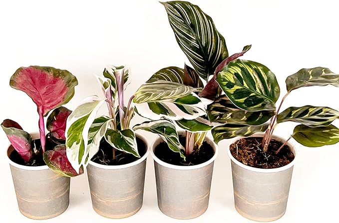 Amazon.com : Calathea Collection (4PK) Essential Houseplant Live Plants ...