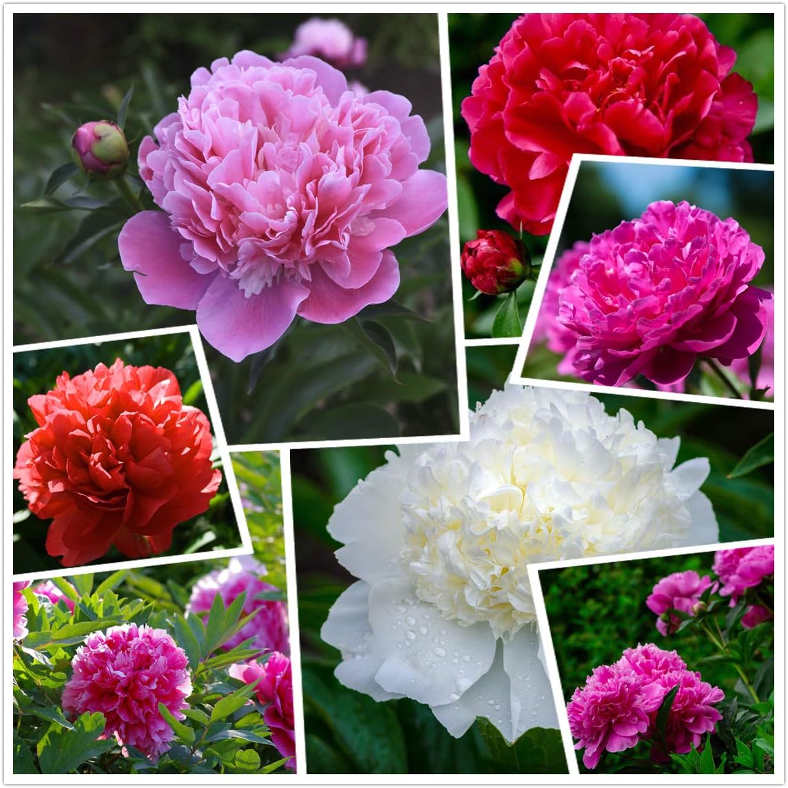 Amazon.com : Peony Seeds, 50+ Cotton Candy Peony Mix Seeds for Planting ...