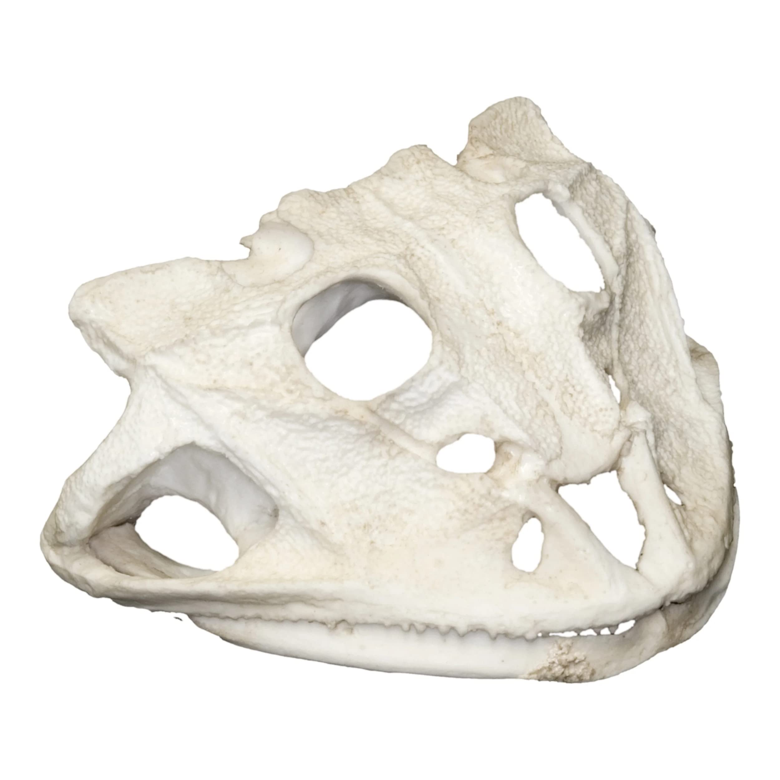 Frog Skull