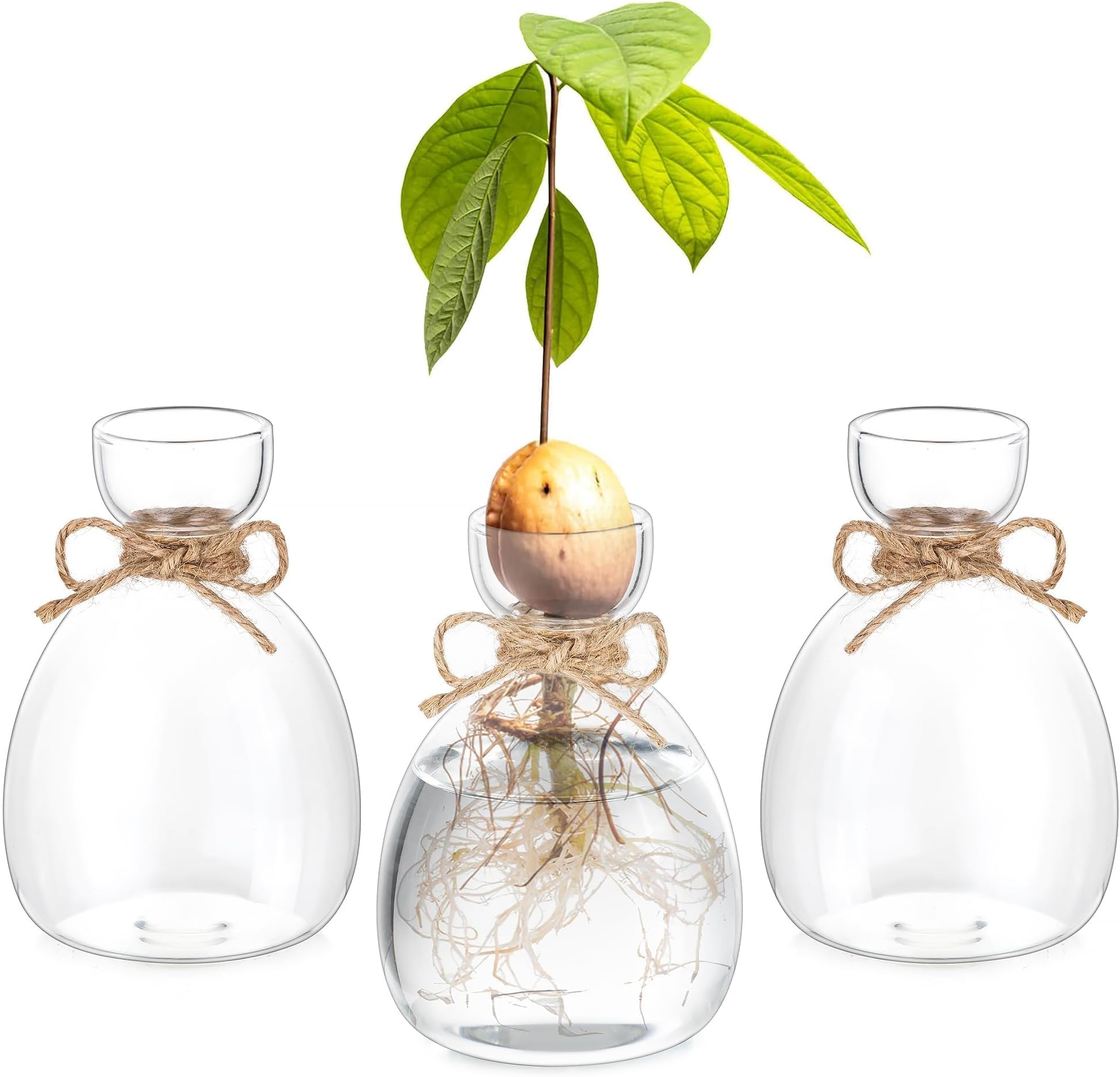 Amazon.com : Avocado Seed Starter Planter Vase Pot Avocado Tree Growing ...