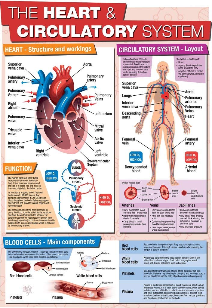 Circulatory System Heart