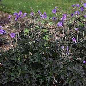 Amazon.com : Live Plant from Green Promise Farms - Proven Winners ...