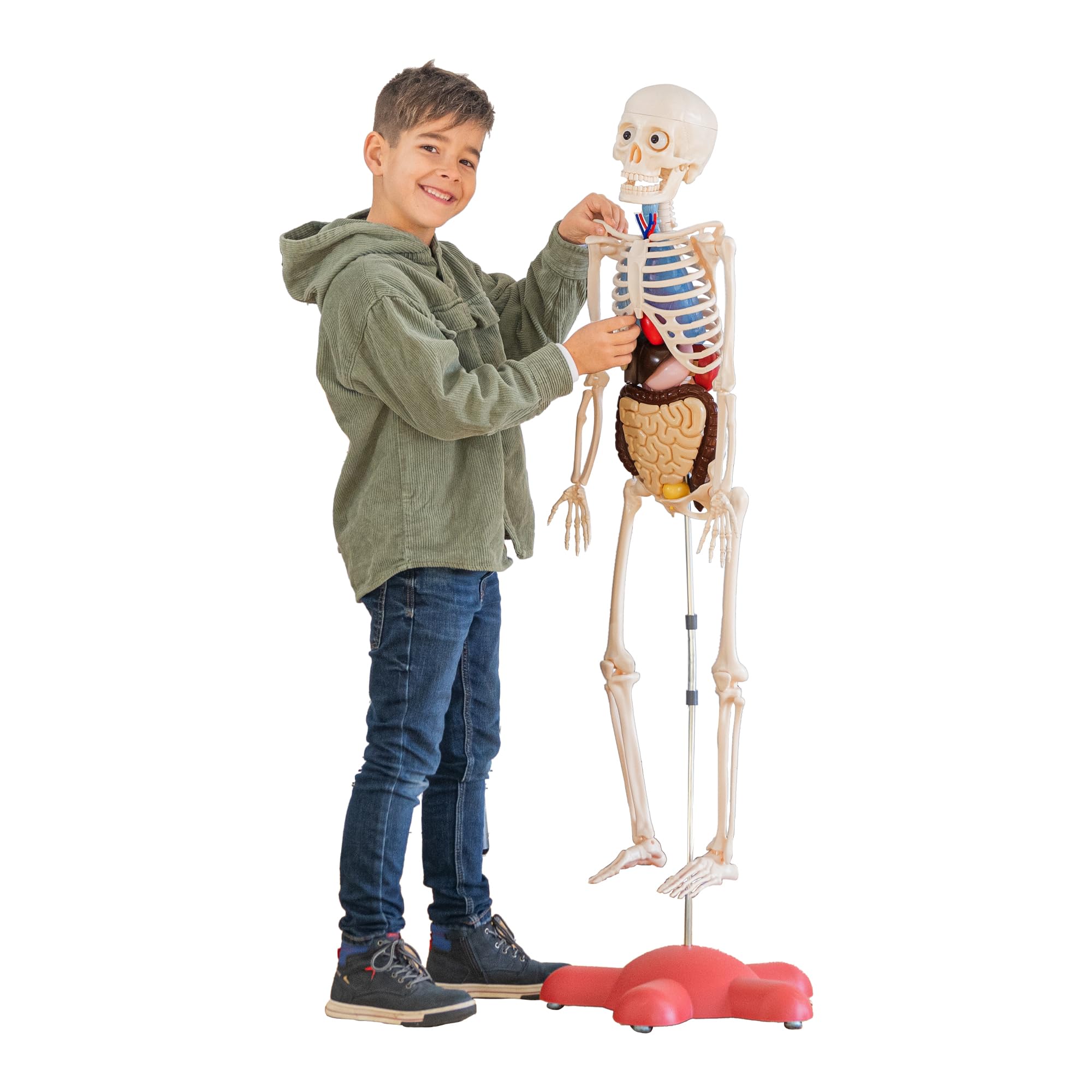 Human Body Model for Kids - Premium Quality - Full Size 120 cm Human ...