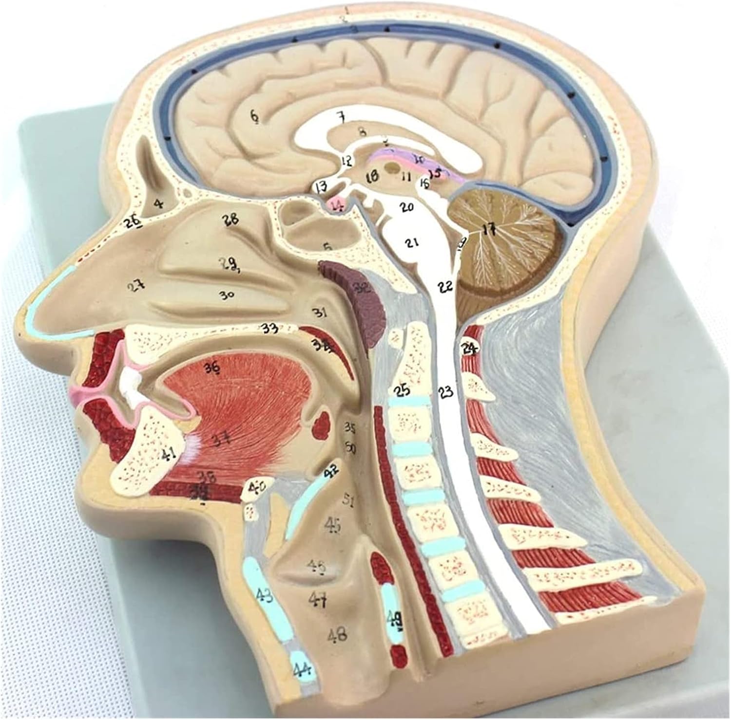 WDSOPK Modèle De Cerveau Anatomique, Section Sagittale Médiane, Modèle ...
