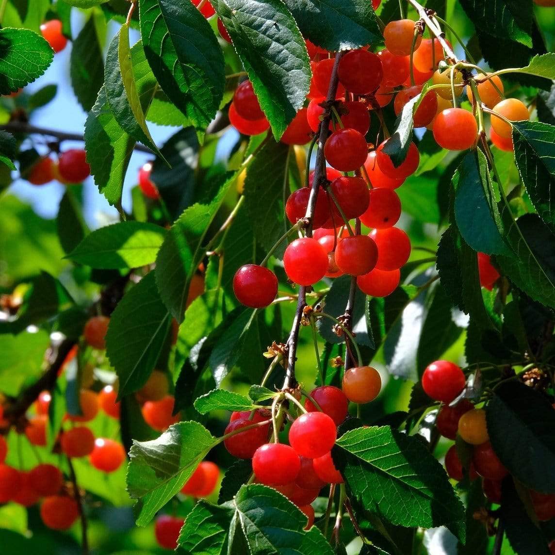 Karonda Cherry Fruit Plant Carissa carandas (karvanda plant) (PACK OF 3 ...