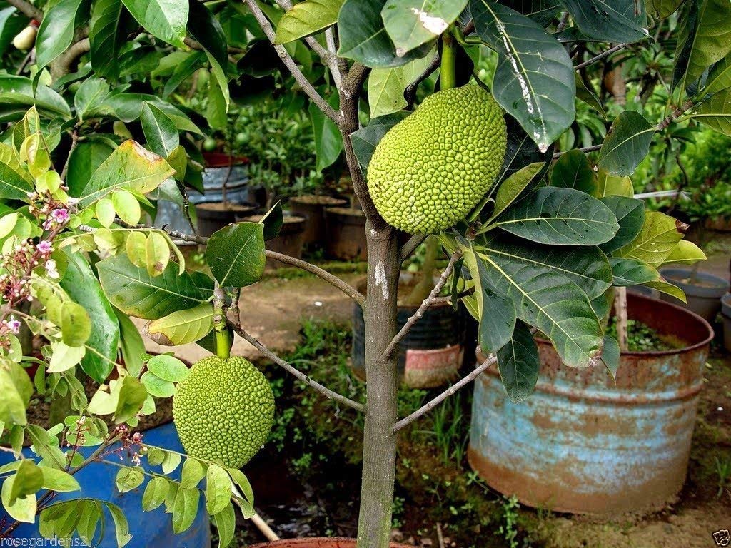 DNR AGENCIES, Jackfruit Small Sized jakka Fruit Seeds - 5 seed : Amazon ...