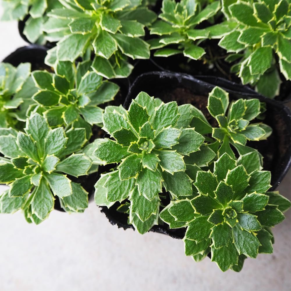 Amazon.co.jp: ITANSE 斑入オーブリエチア バリエガータ 3号 4個セット【品種で選べる花苗】ヨーロッパではメジャーな品種。小さな切込みが入った可愛い葉に、黄色い覆輪付き。春 ...