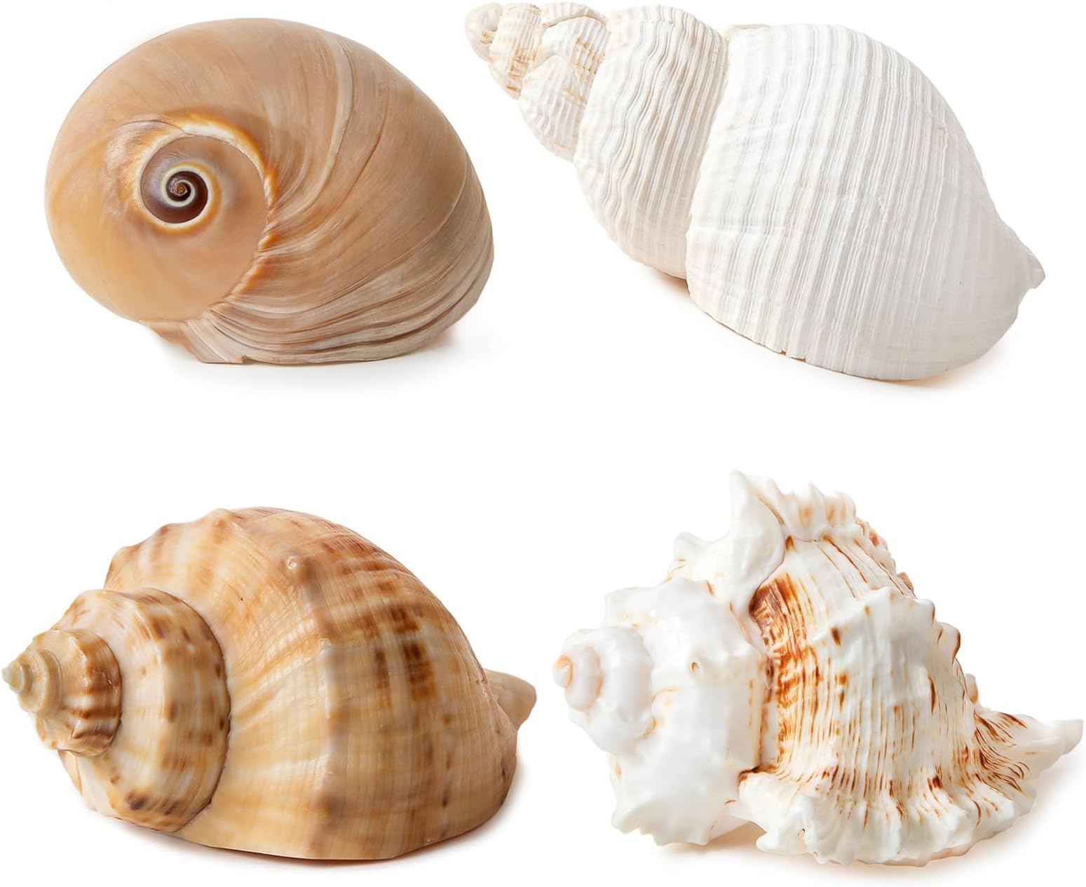 Amazon.com: SEAJIAYI Hermit Crab Shells Turbo Shells 12+pcs Assorted ...