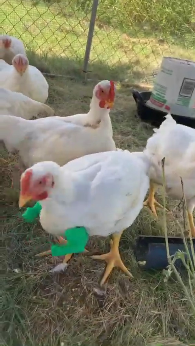 Watch Incredible Cluck, Hulk Arms for Chickens on Amazon Live