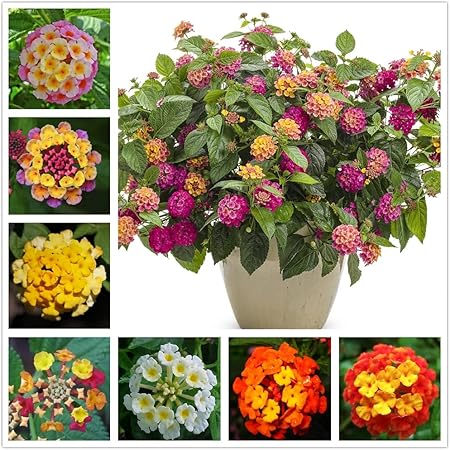 Amazon.com : 100+ Lantana Flower Seeds for Planting Mixed Colors : Patio, Lawn & Garden