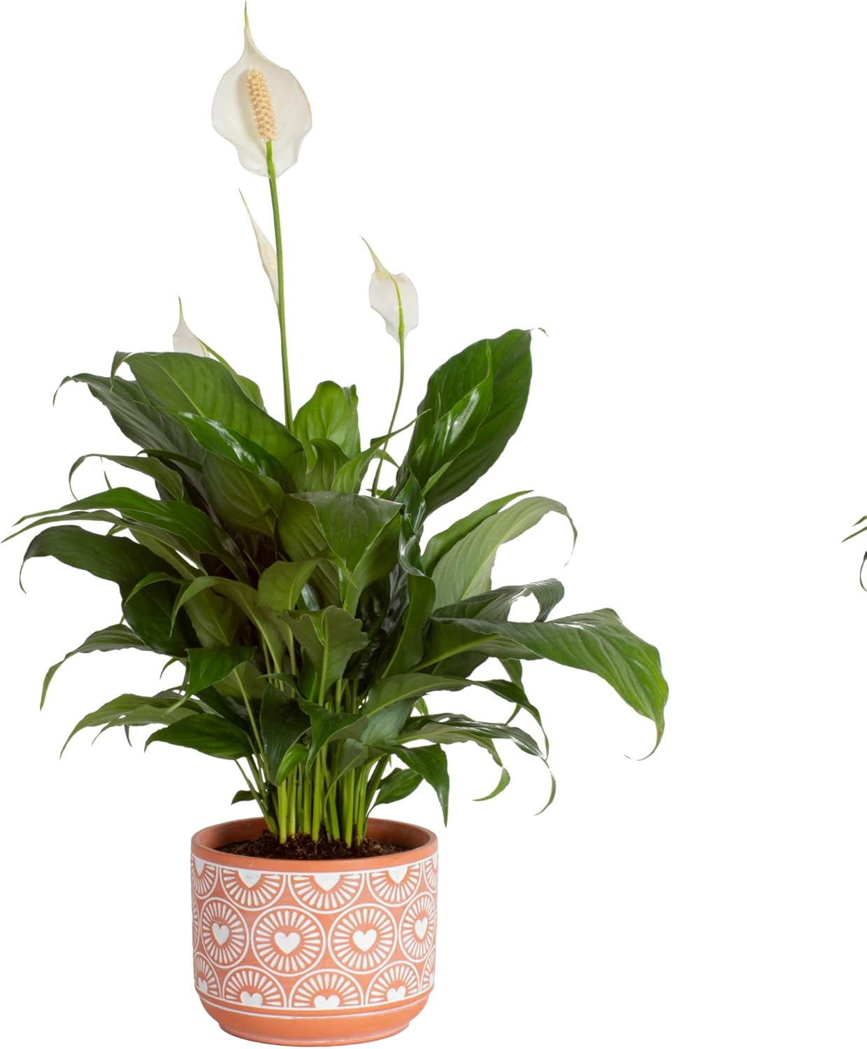 Costa Farms Peace Lily, Live Indoor Plant Spathiphyllum, Live Tabletop ...
