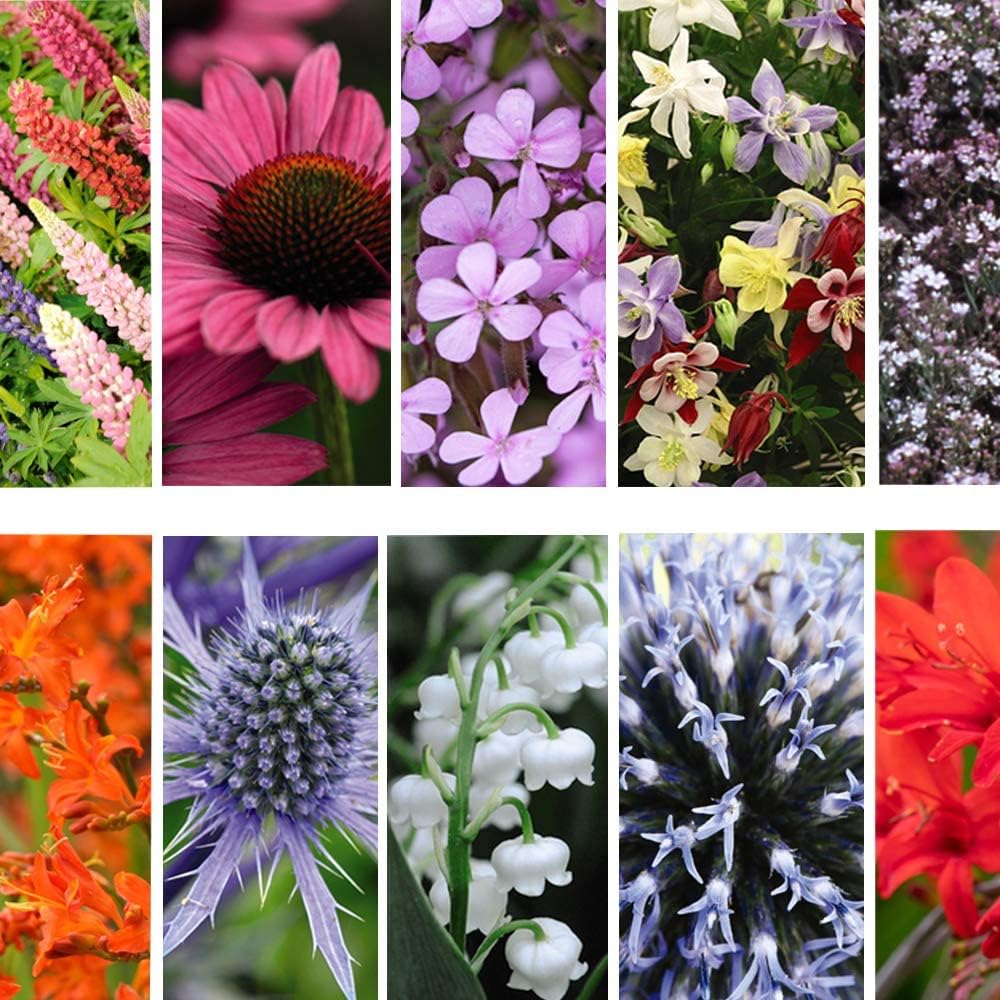 Perennial Plants Outdoor Garden Ready ‘Everlasting Perennial Collection ...