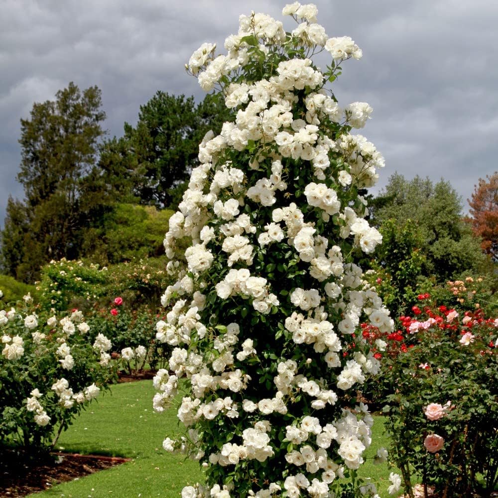 Rose ‘Climbing Iceberg’ Schneewittchen Garden Climbing White Flowering ...