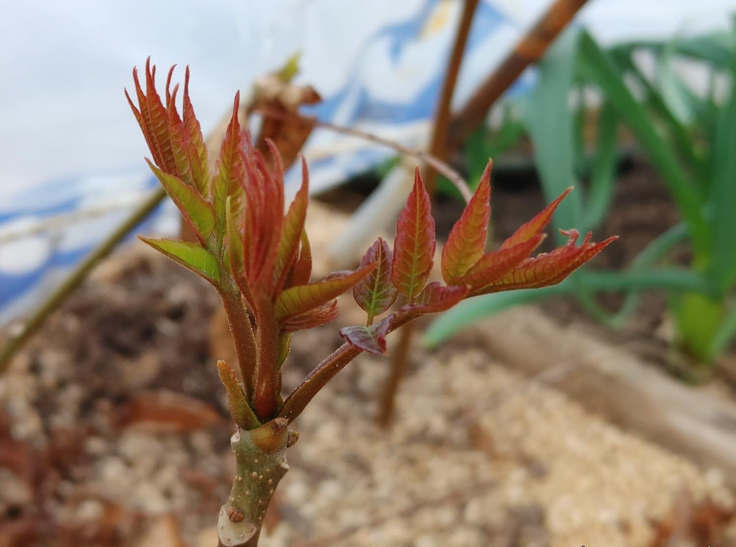 Three Mo Garden | Chinese Red Toon Seeds - Chinese Toon Tree - Edible ...