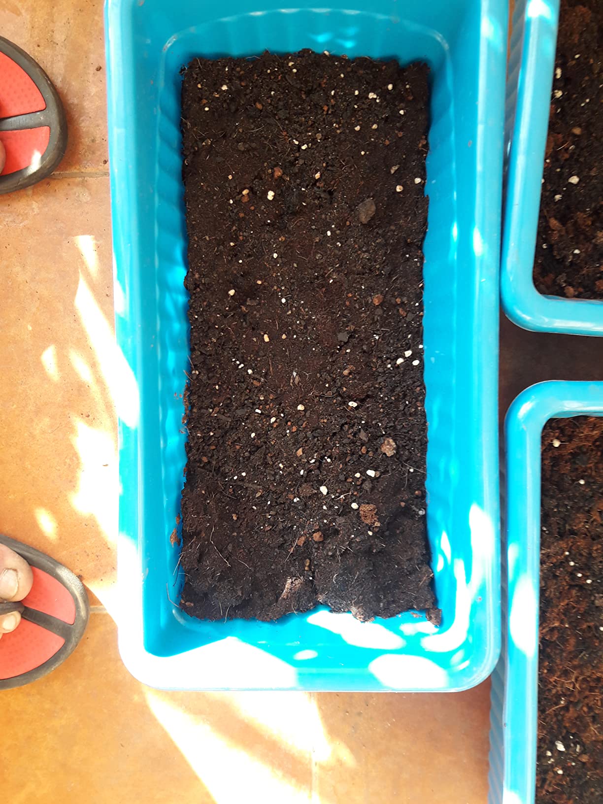 YI Seeds: Green Lettuce (Salad patta) seeds, grow fresh healthy lettuce ...