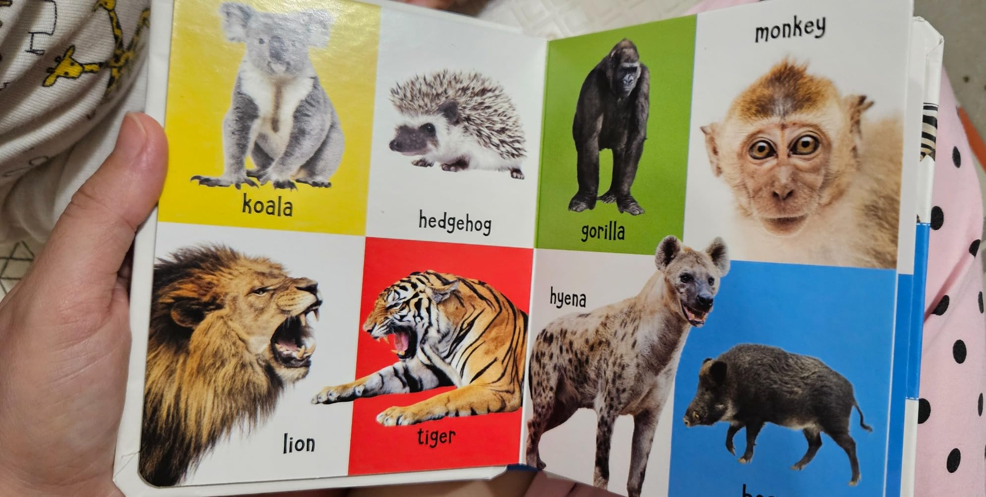 My First 100 Animals And Birds: Padded Board Books : Wonder House Books ...