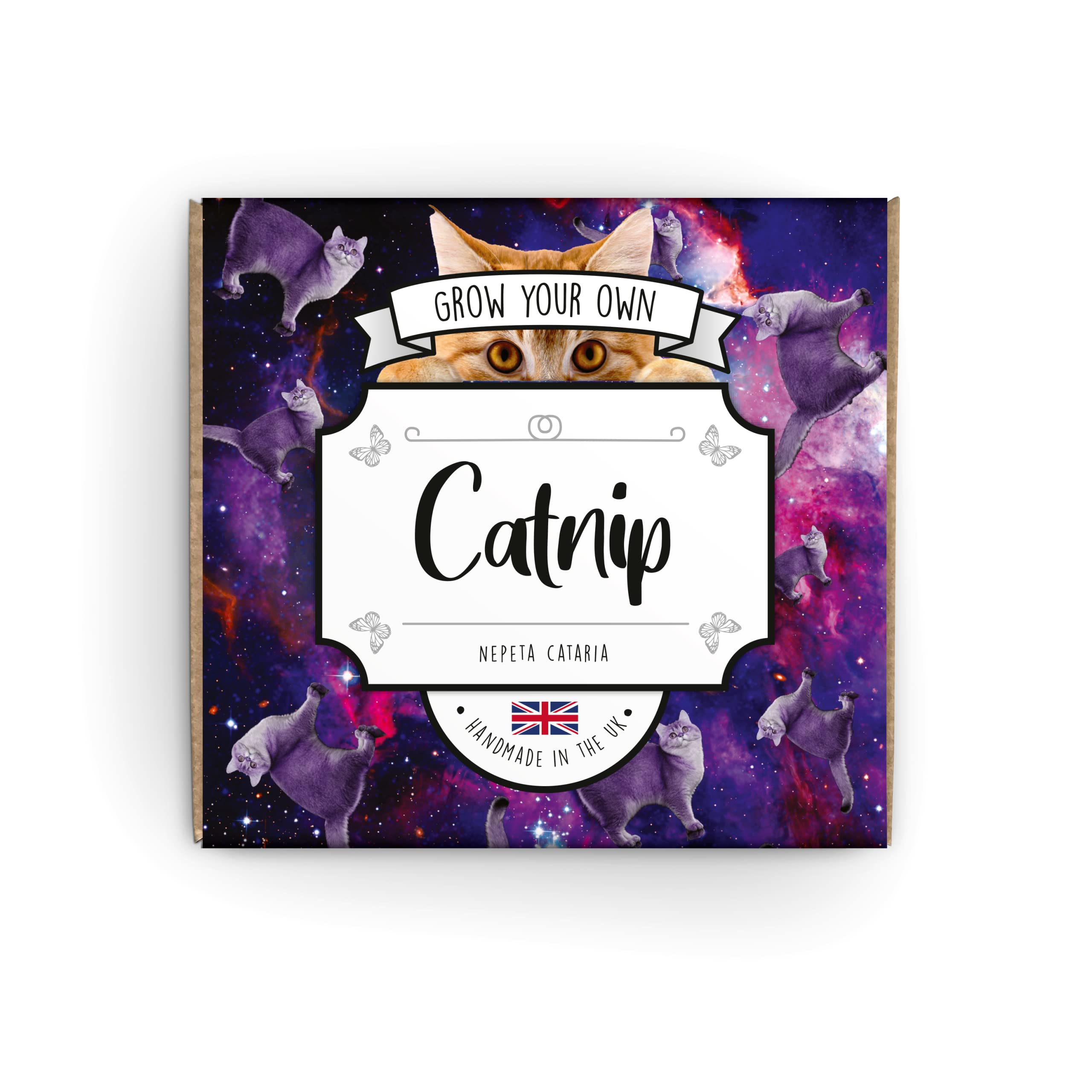 Grow Your Own Catnip - Complete Beginner Starter Kit | Easy ...
