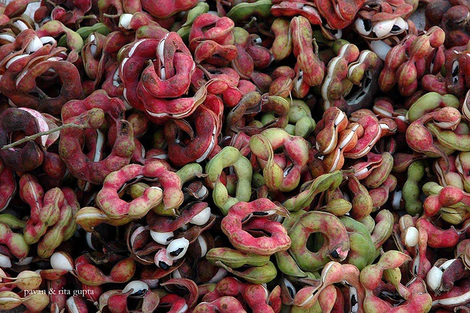 Buy OGALLERY Fruit | Madras Thorn/Pithecellobium dulce Manila Tamarind ...