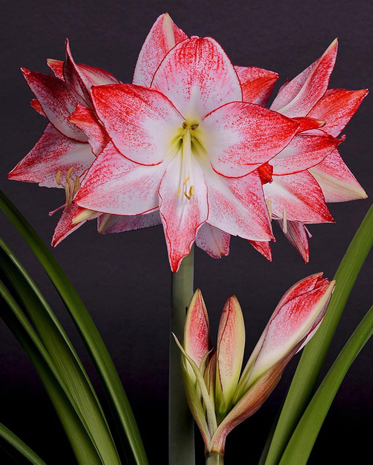Amazon.com : Pots to Grow Professional Indoor or Outdoor (Amaryllis for ...