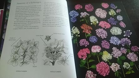 Hydrangeas: Beautiful Varieties for Home and Garden: Slade, Naomi, Lane ...