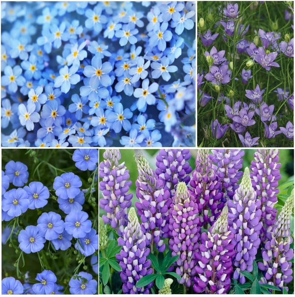 Caribou Seed Company | Sapphire Serenity | Blue Flower Seed Kit ...