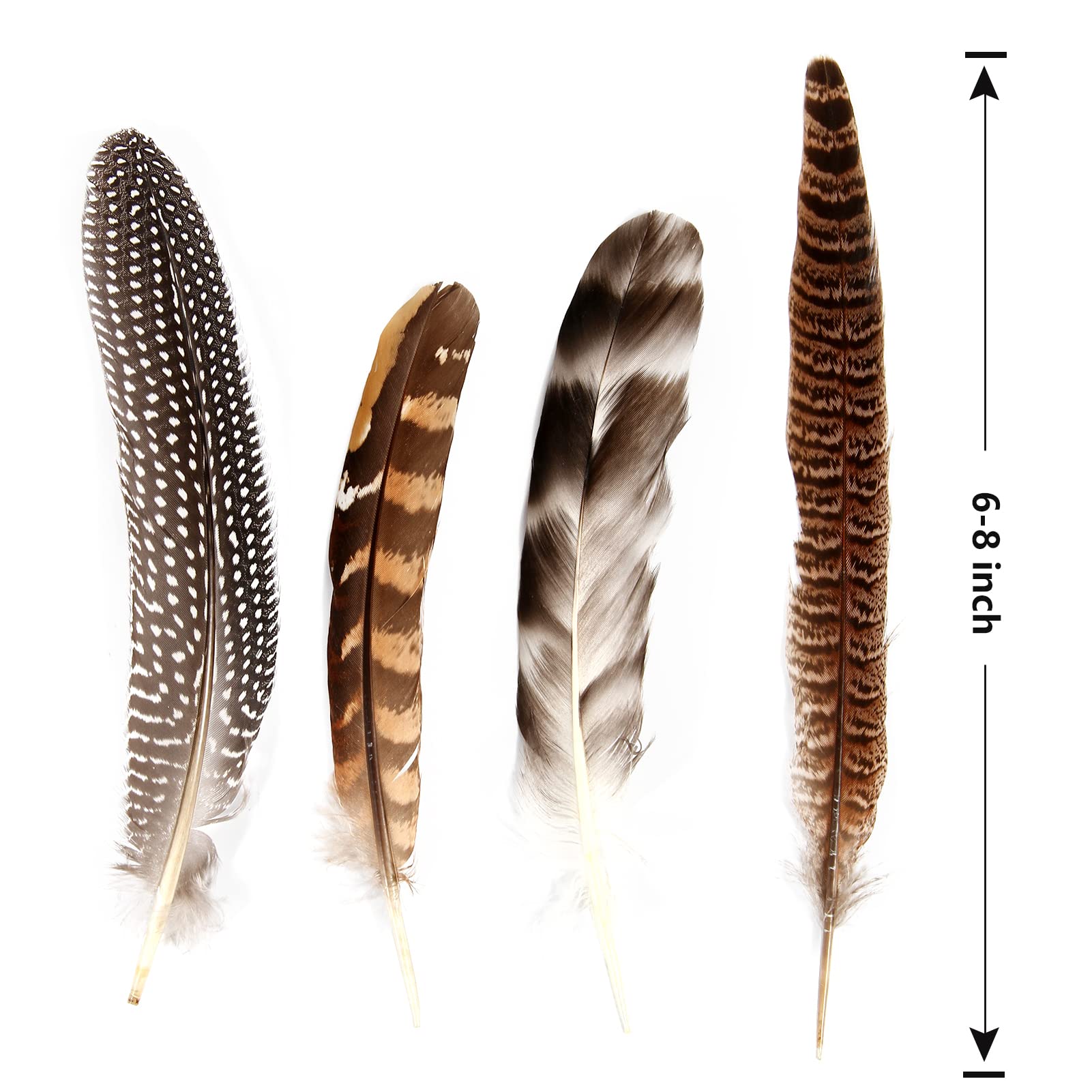Different Types Of Bird Feathers