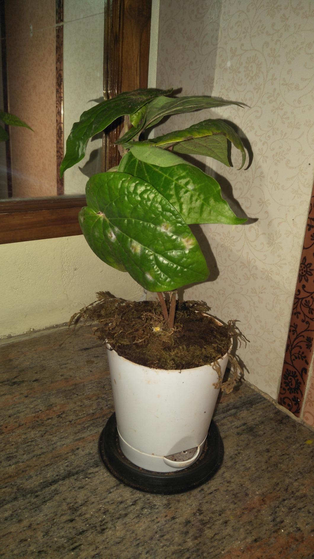 Ugaoo Calcutta Paan Plant with Self Watering Pot : Amazon.in: Garden ...