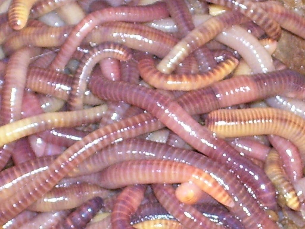 Amazon.com: 1 lb European Nightcrawlers Bait Composting Worms : Patio ...