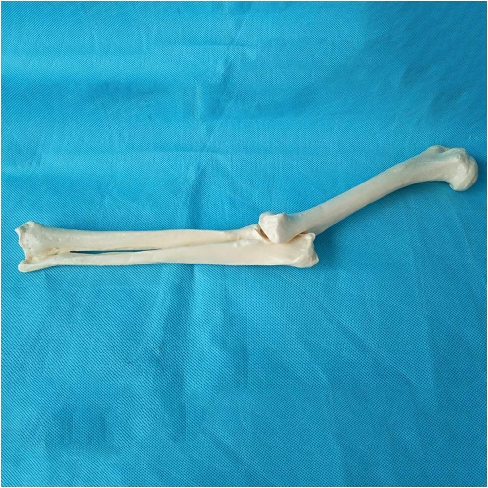 Dog Elbow Joint Model The Humerus Bone Model Skeleton Model ...