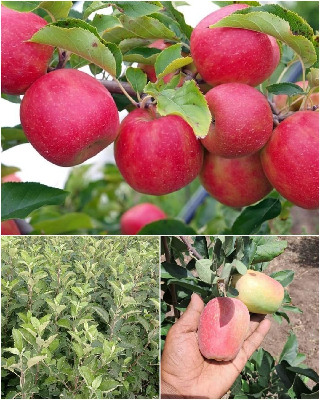 Native Earth Apple Plant Hariman Variety HRMN-99 Live Grafted Tree ...