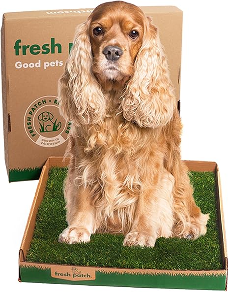 Amazon.com: Fresh Patch Real Grass Patch for Dogs, Cats, and Large Pets ...