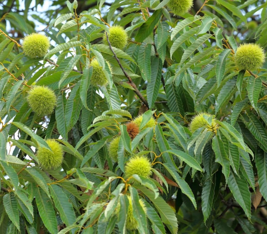 Amazon.com : American Chestnut Tree Live Plant Sweet Chestnut Plant ...