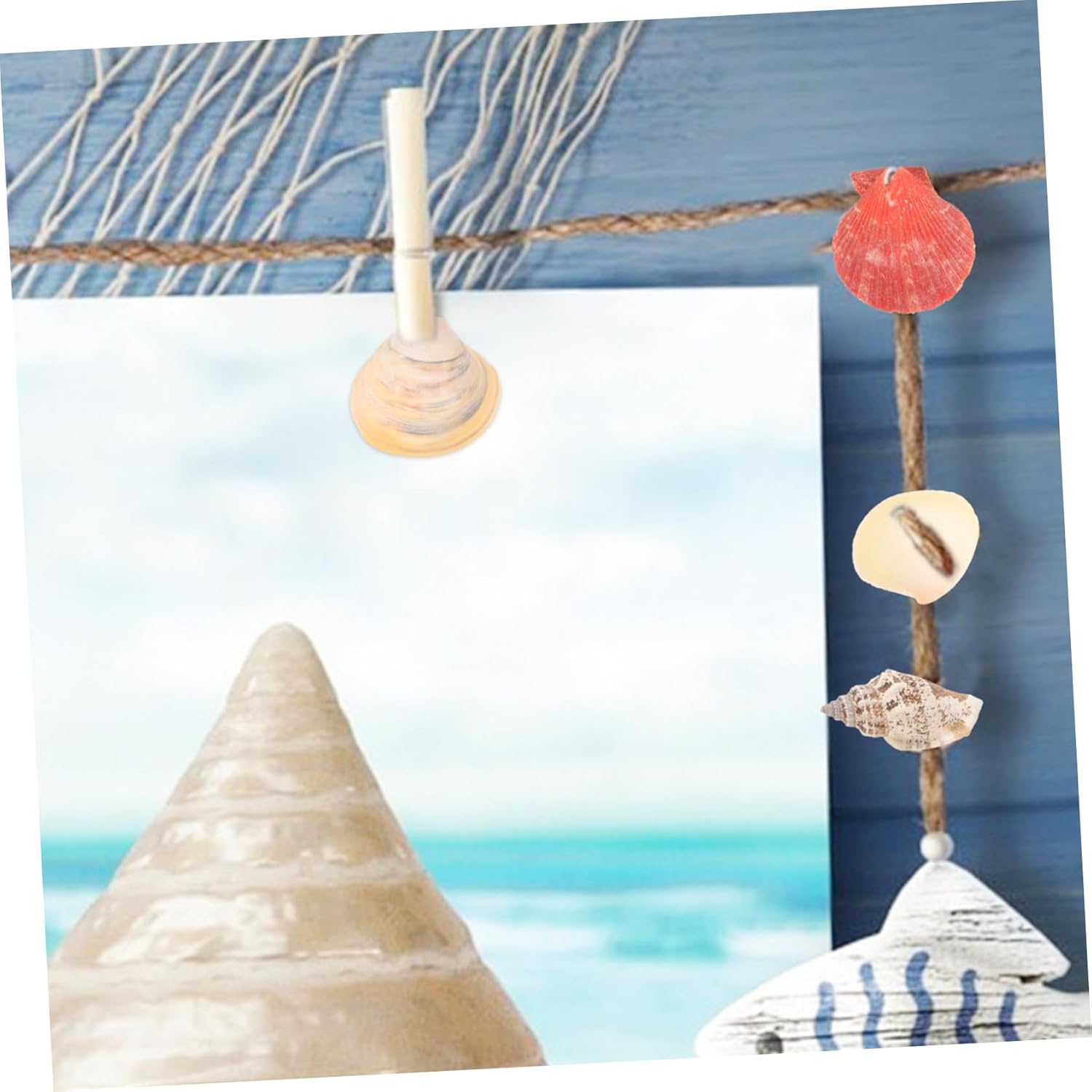 Unomor 1 Box Home Decor Conch Shell Natural Conch Decor Delicate Conch ...