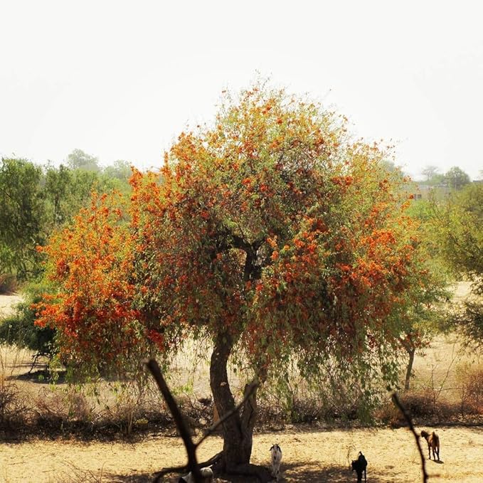 SHOP 360 GARDEN Tecomella undulata, rohida, desert teak, Marwar teak ...