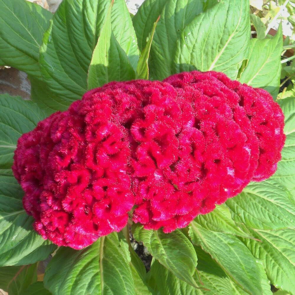 Amazon.com : Neon Pink Cockscomb Celosia Argentea Cristata Beautiful ...