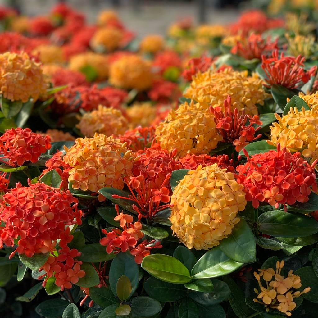 Amazon.com : Ixora Maui Red | 1 Extra Large 3 Gallon Plant | Ixora ...