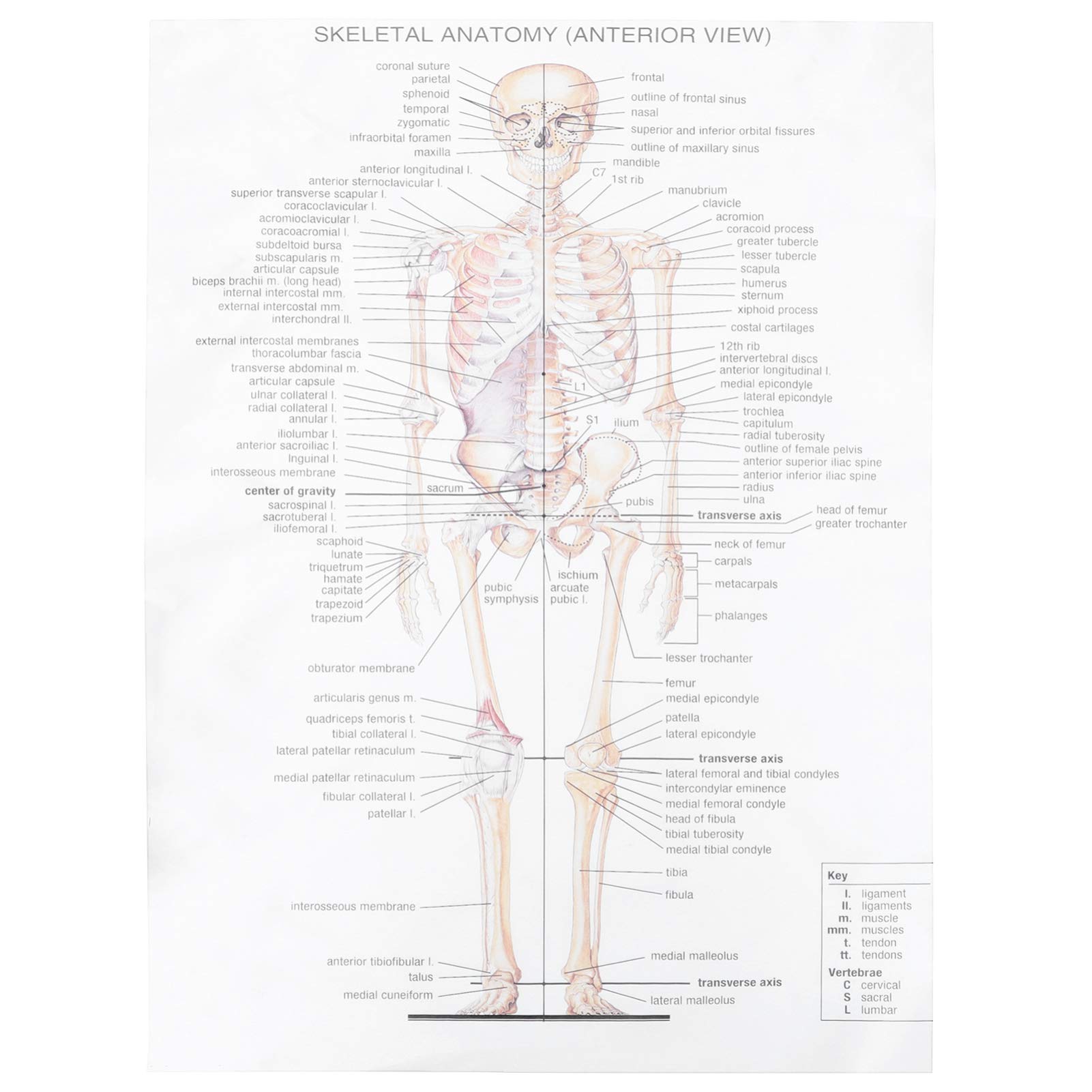Buy Balacoo Anatomical Skeletal System Anatomical Chart Human Skeleton buy-balacoo-anatomical-skeletal-system-anatomical-chart-human-skeleton