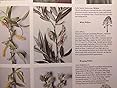 Trees of North America and Europe/a Photographic Guide to More Than 500 ...