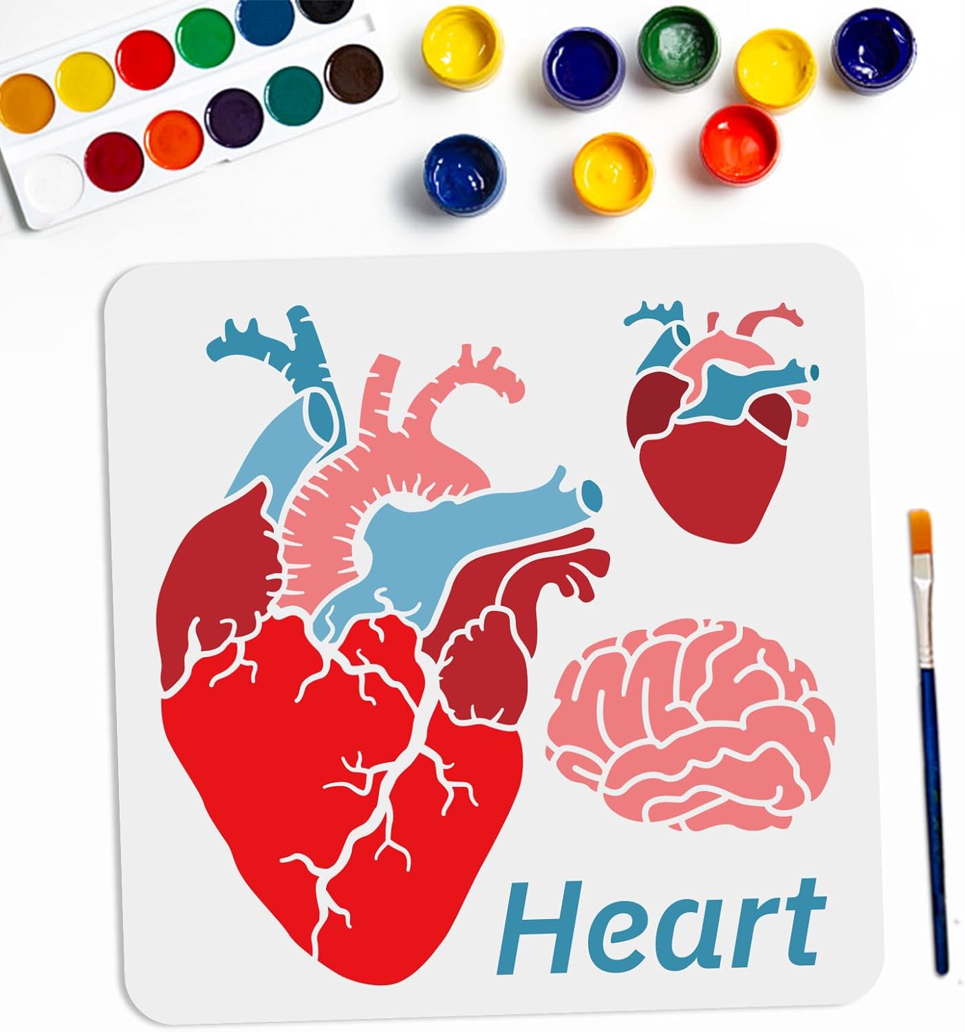 MAYJOYDIY Heart Brain Stencil Set, 30x30 cm, Anatomical Heart and Brain ...