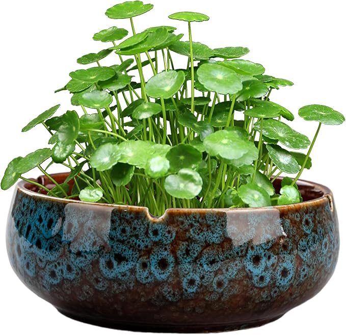 Lotus Bowl Planter 6.5x2.5 Inch Round Ceramic Plant Pots Vintage ...