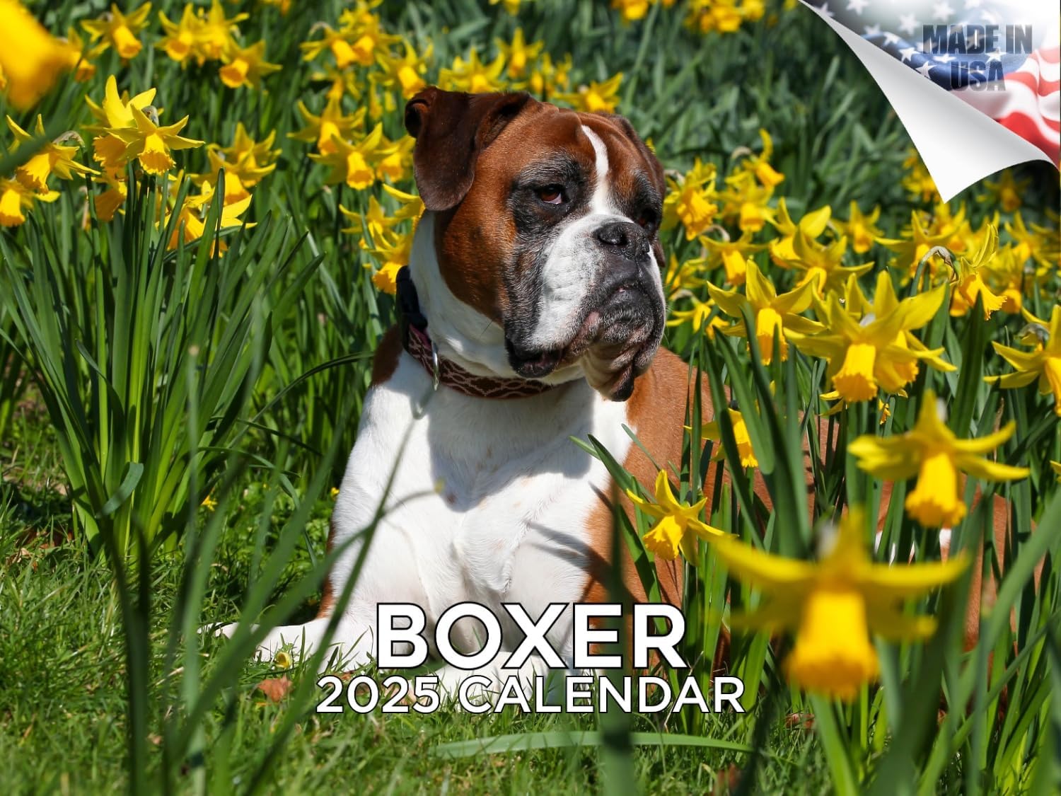 Amazon.com : 2024 2025 Boxer Calendar - Dog Breed Monthly Wall Calendar ...